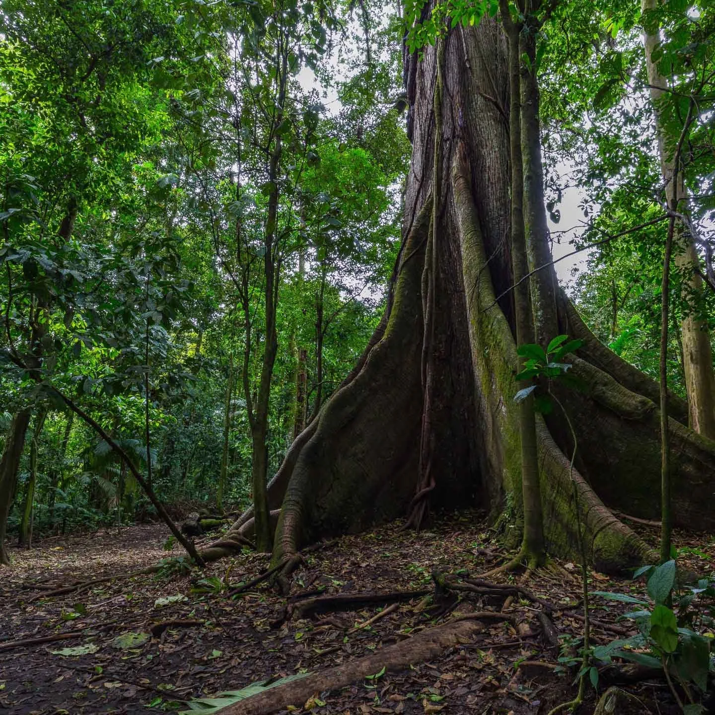 Exploring Indigenous Beliefs About Trees and Their Connection to Them ...