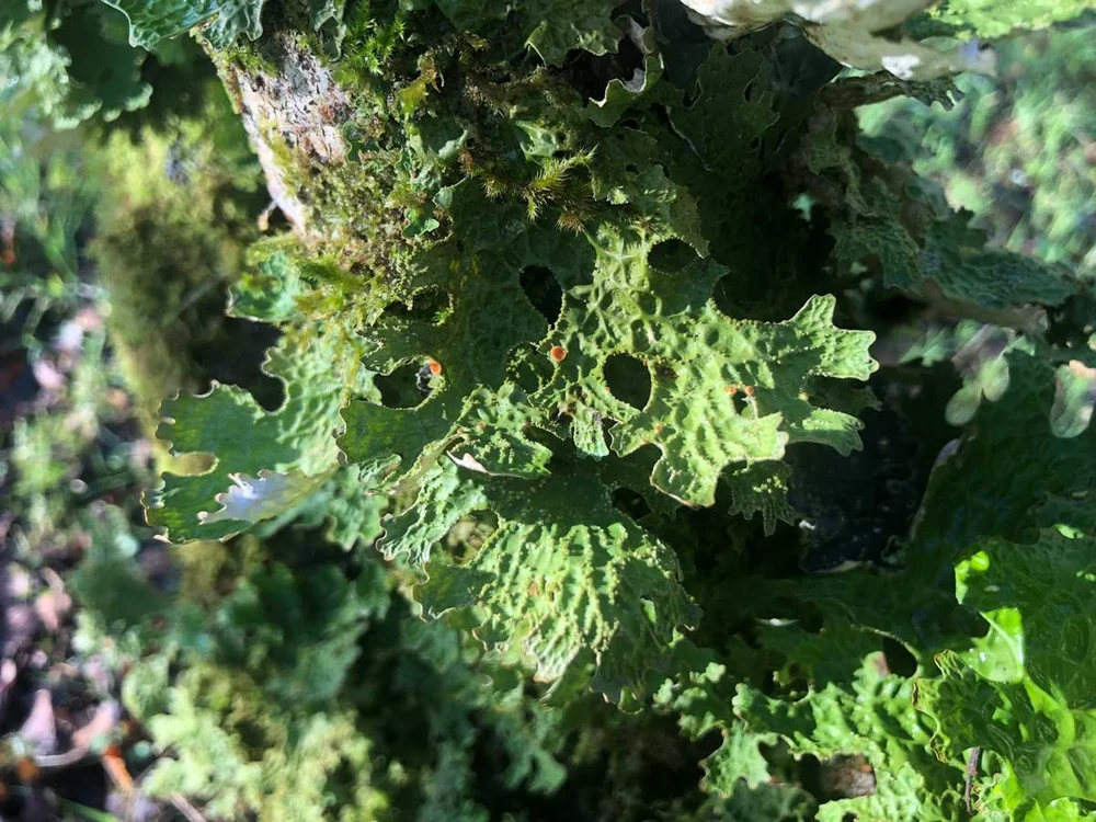 The Difference Between Lichens and Mosses — Forest Healing