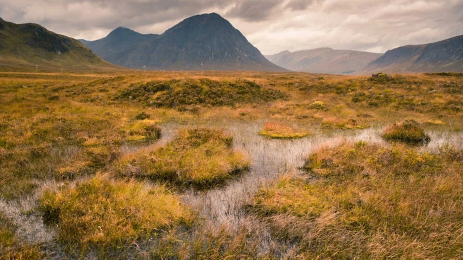 The Importance of Peat Bogs — Forest Healing