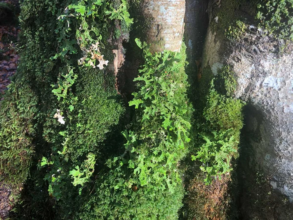 The Difference Between Lichens and Mosses — Forest Healing