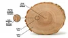 Decoding Nature's Secrets: What Tree Rings Can Teach Us — Forest Healing