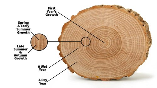 Decoding Nature's Secrets: What Tree Rings Can Teach Us — Forest Healing
