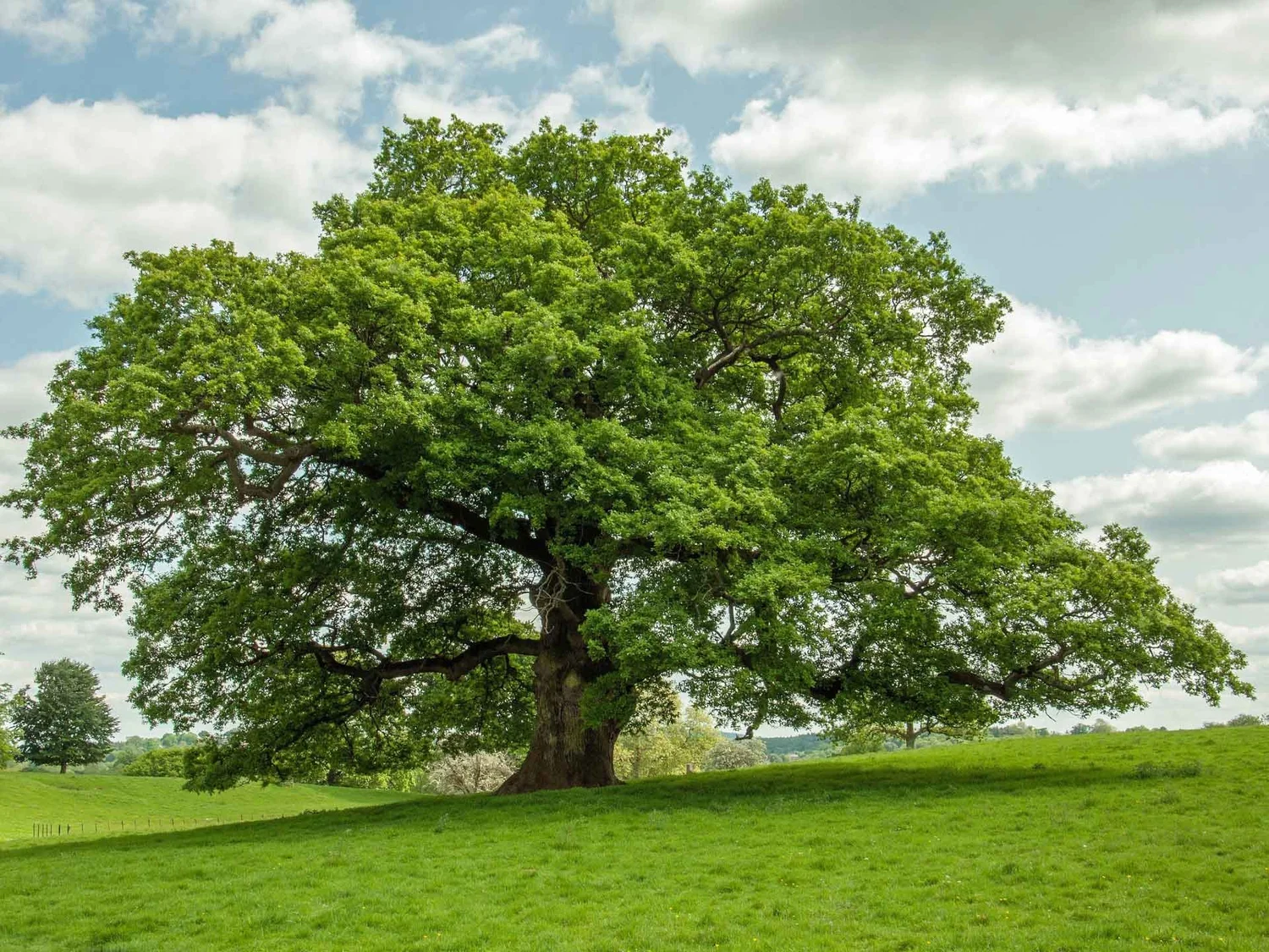 Finding Metaphors For Life in Nature — Forest Healing