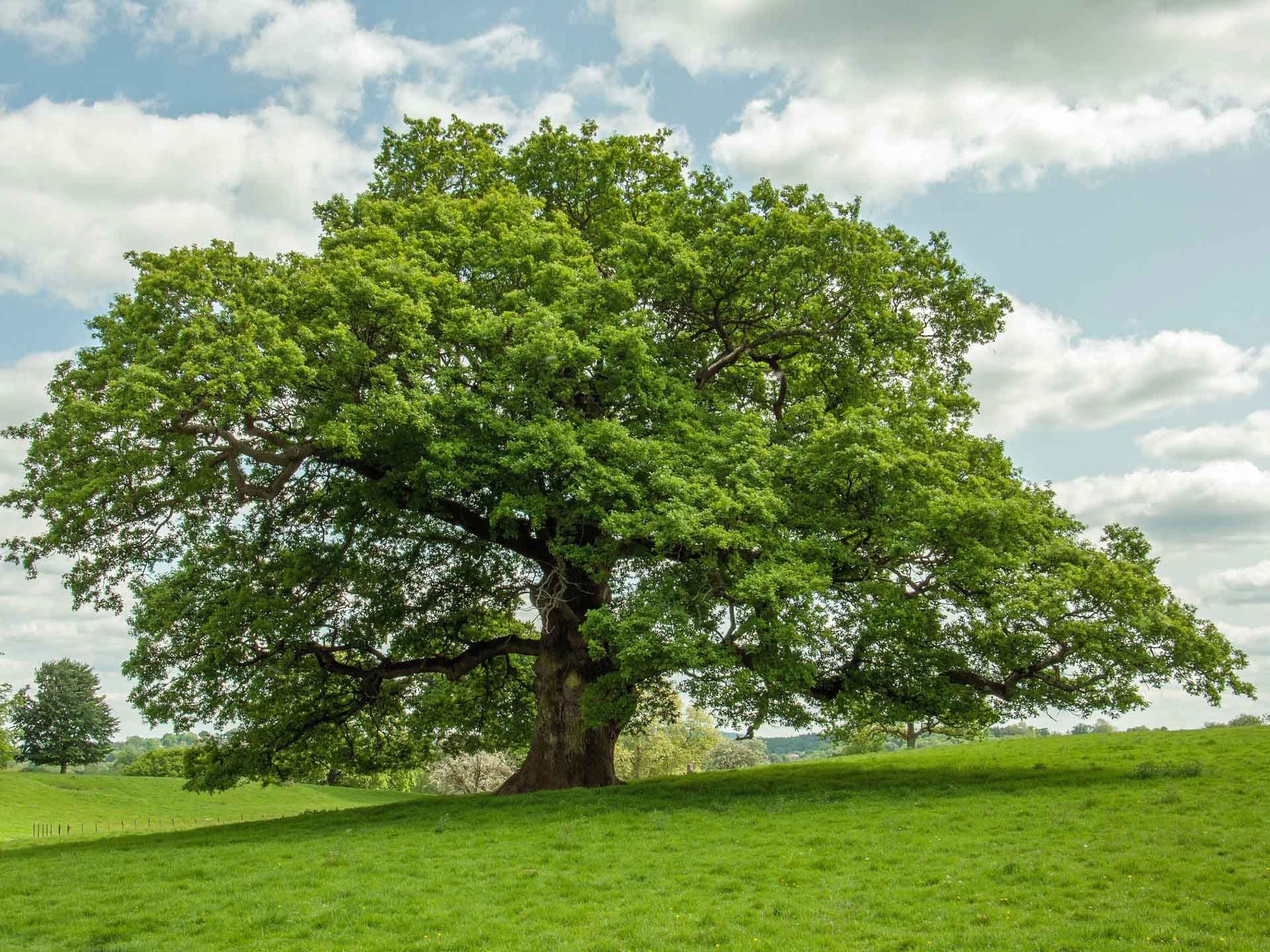 Finding Metaphors For Life in Nature — Forest Healing