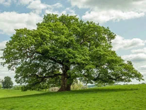 Finding Metaphors For Life in Nature — Forest Healing