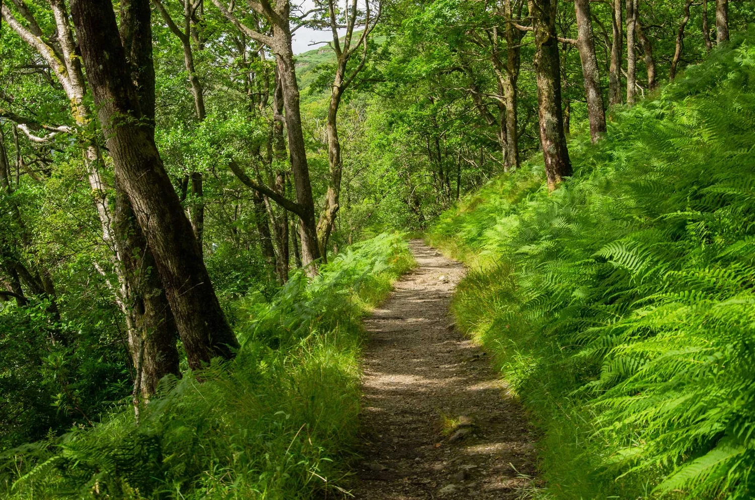 Guided Forest Bathing Walks and Virtual Nature-Connection Activities ...