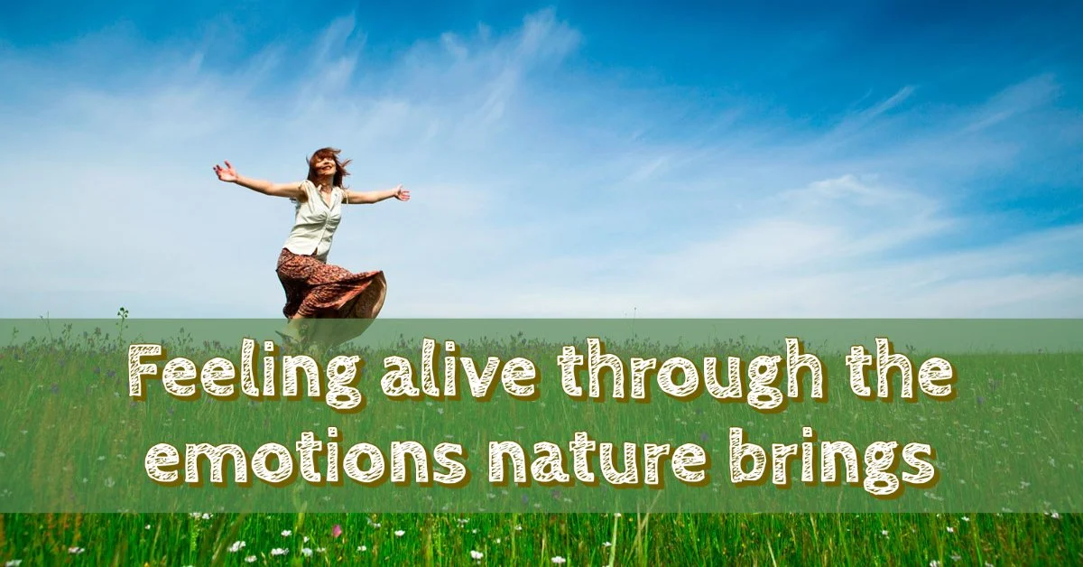 Pathways to Connection with Nature — Forest Healing