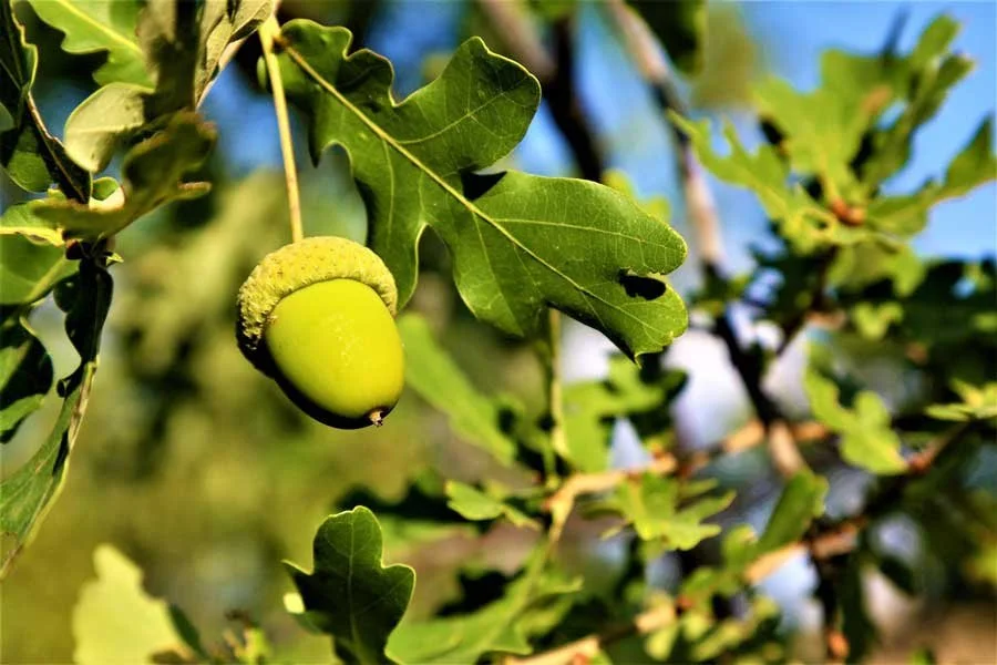 The Different Oak Trees Native to the UK — Forest Healing