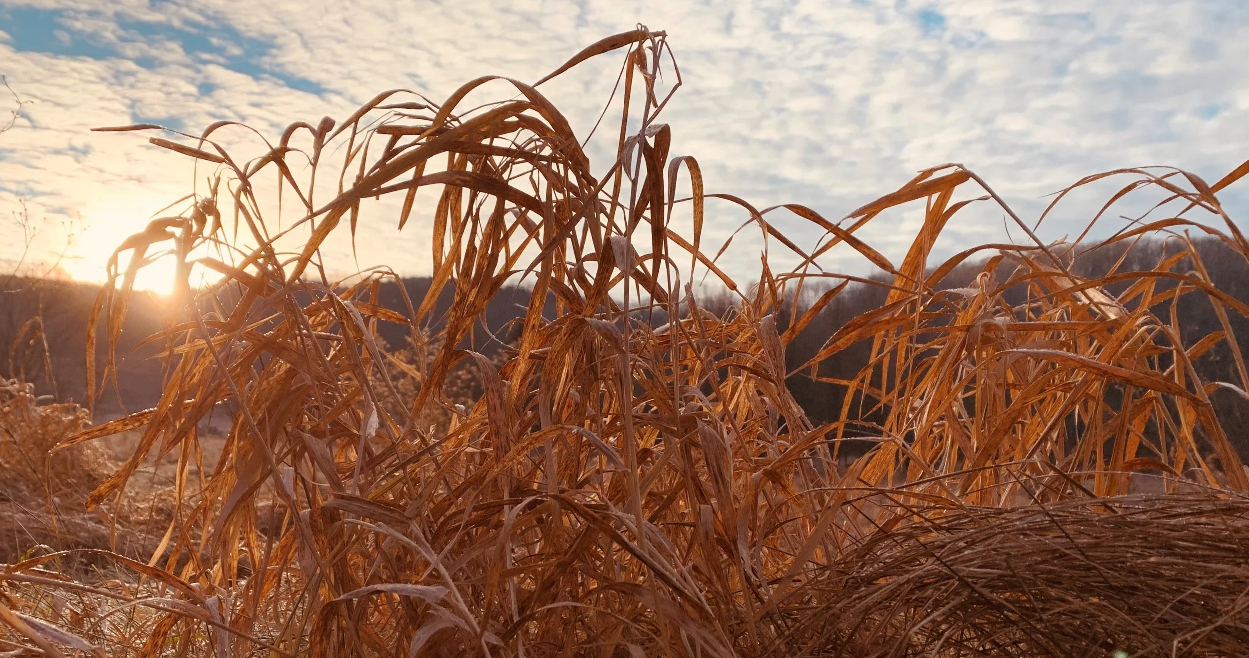 fieldwork homeopathy