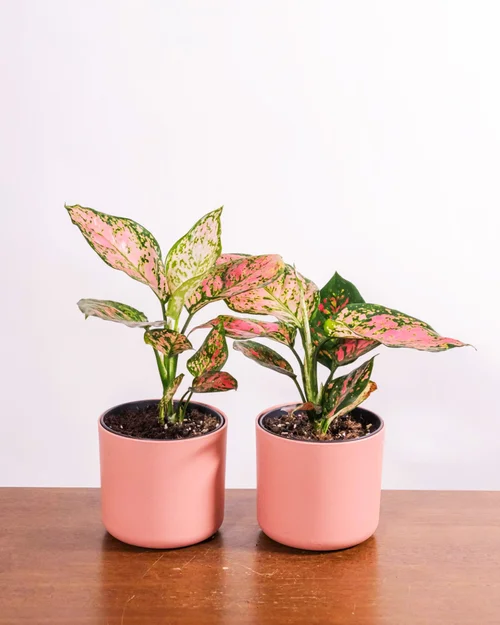 4 Autumn Indoor Plants to Celebrate the New Season