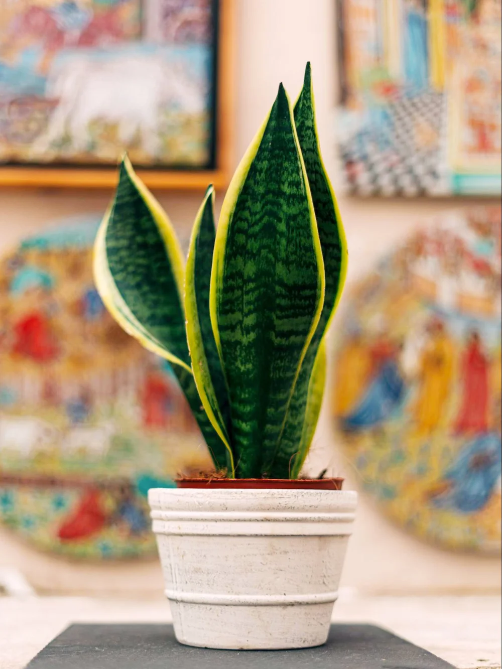 4 Autumn Indoor Plants to Celebrate the New Season