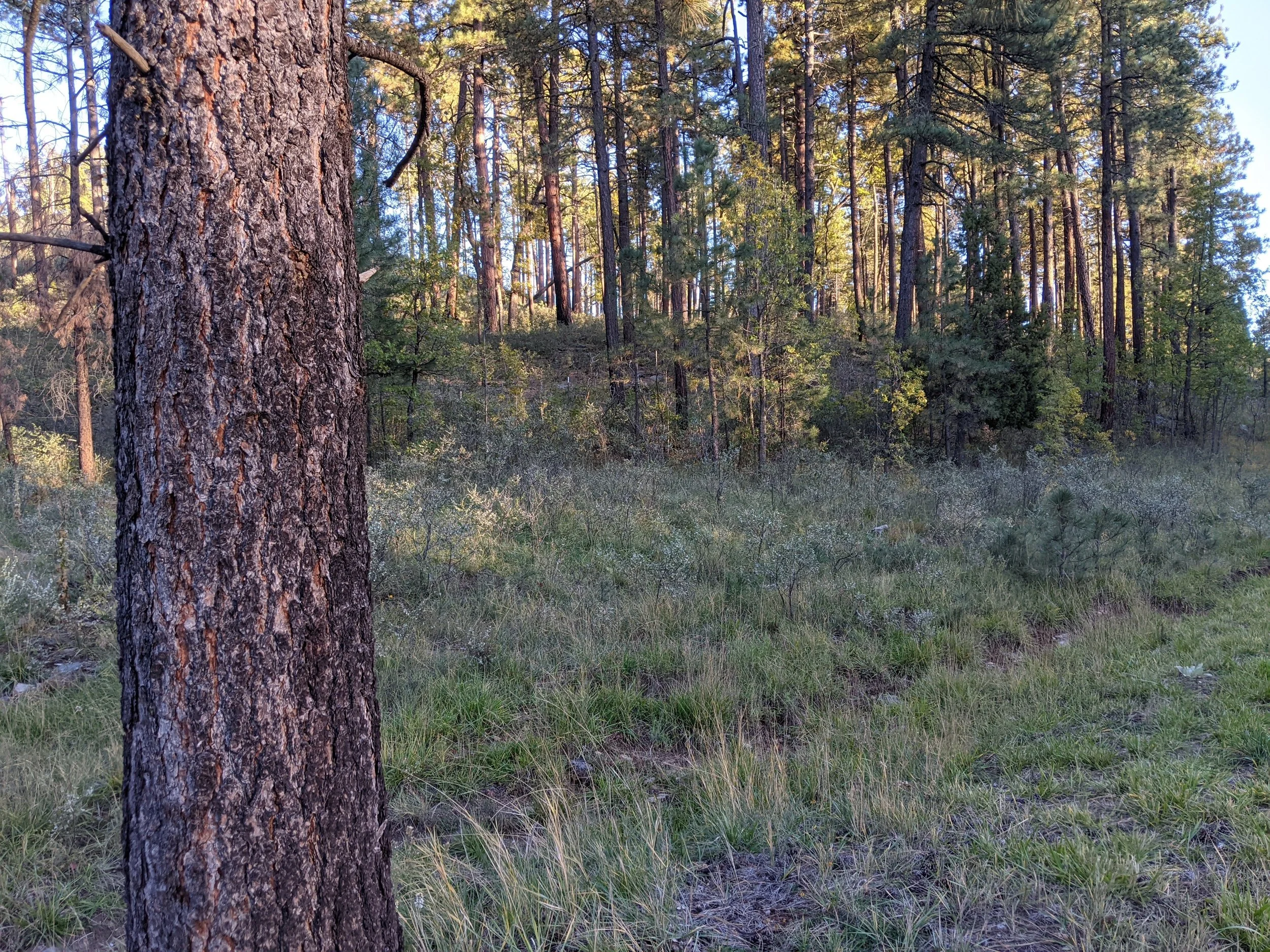 Sustainable Forest Practices — Institute for Sustainable Forestry