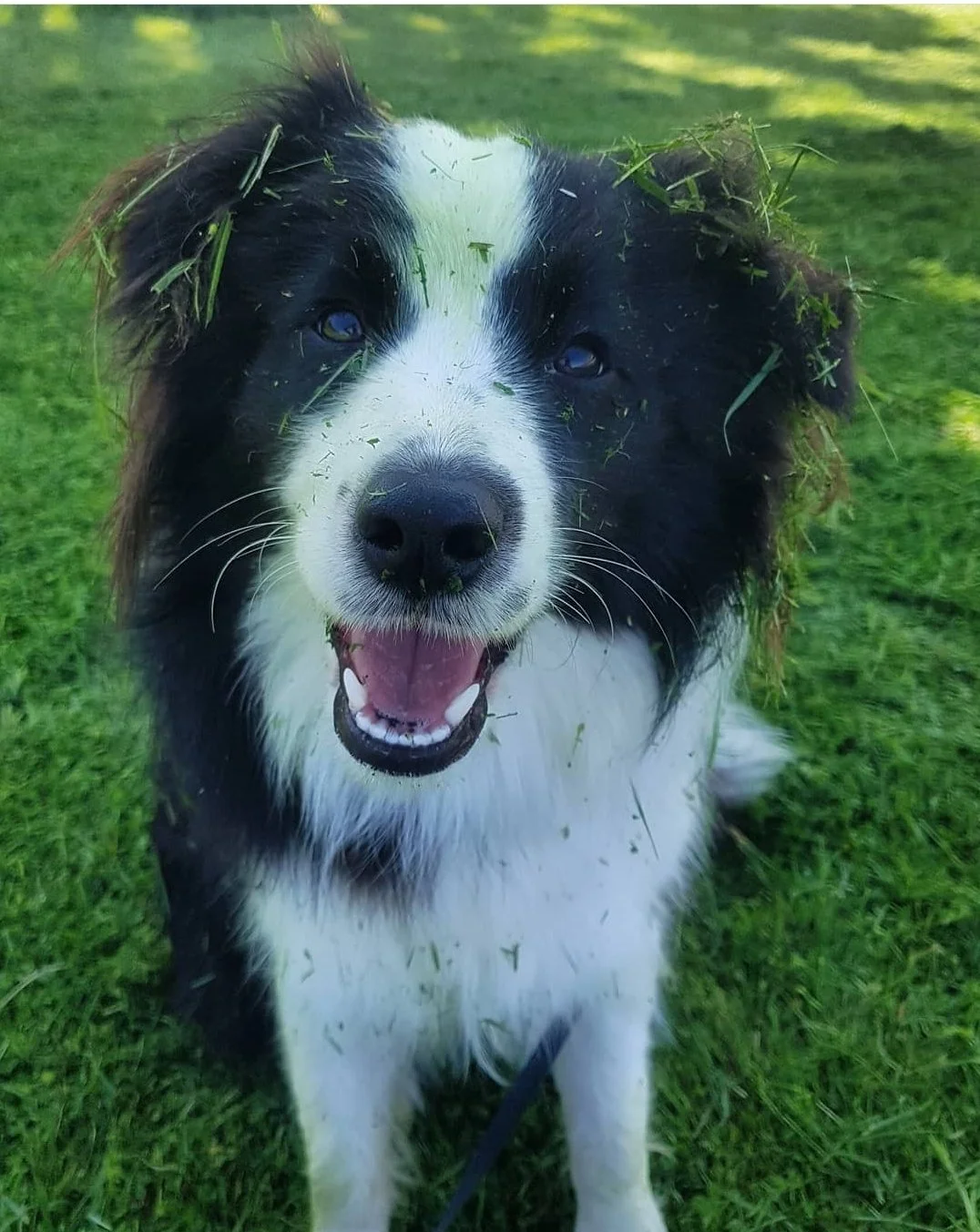 General 4 — Lionheart Border Collies