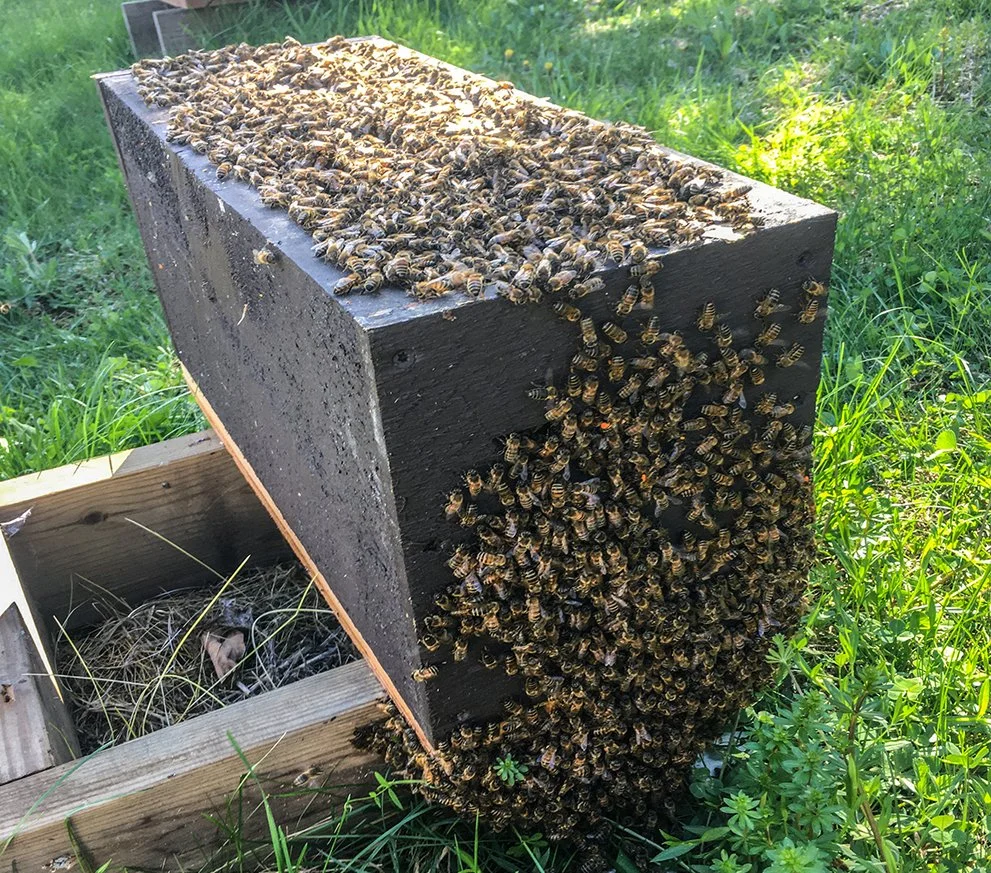 Services 1 — Vermont Bees