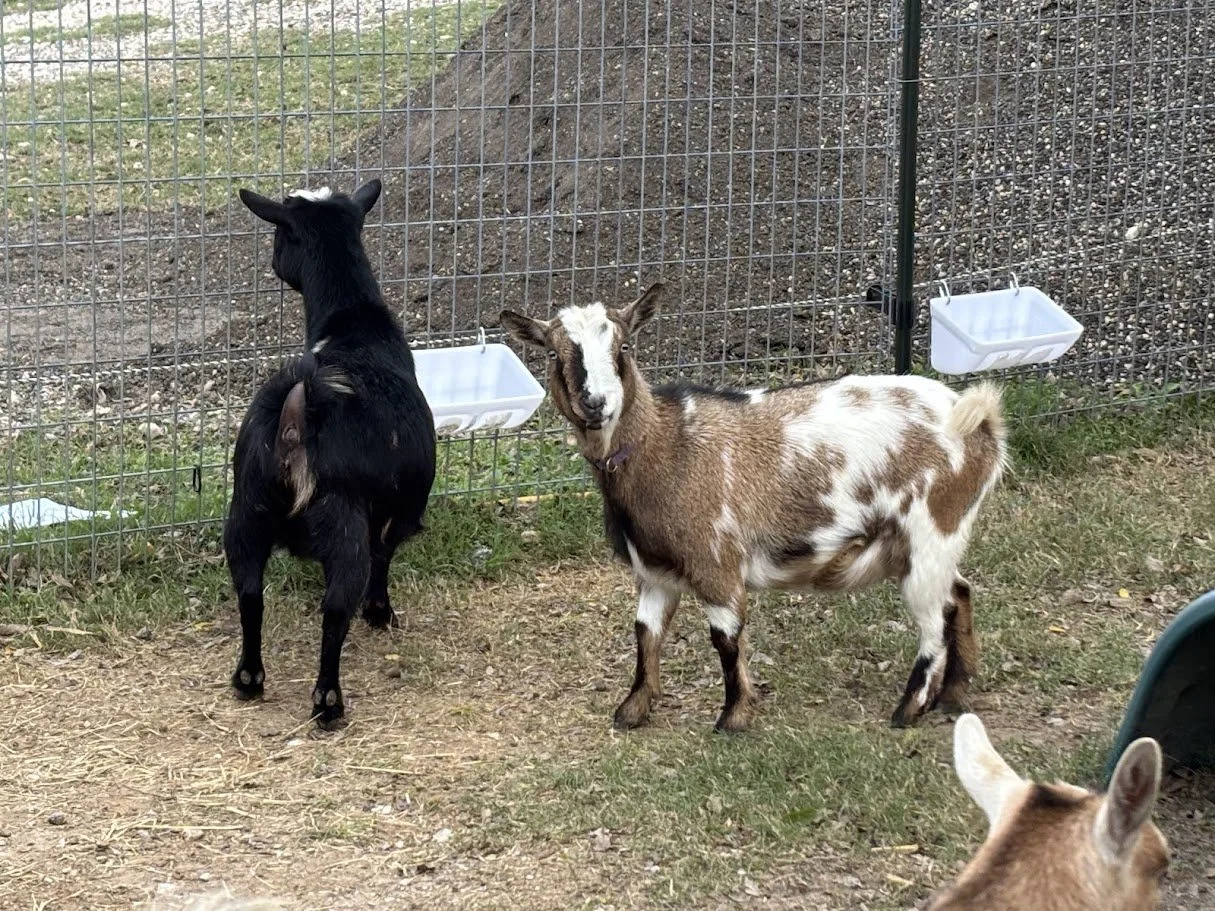 What Supplements do my goats need? — Salt Ranch