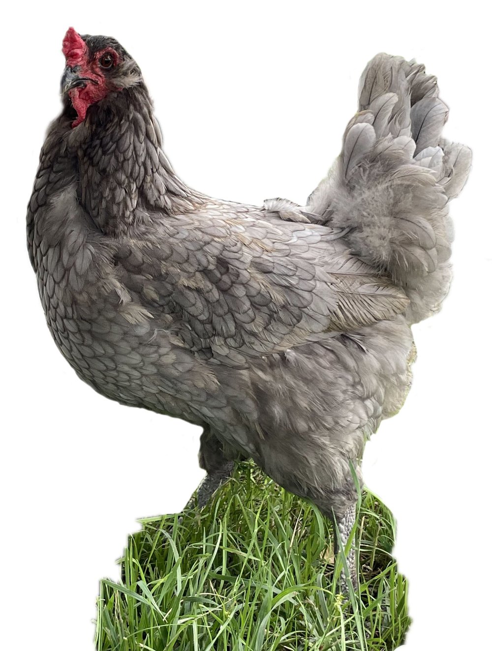 Best BackYard Chicken Breeds — Salt Ranch