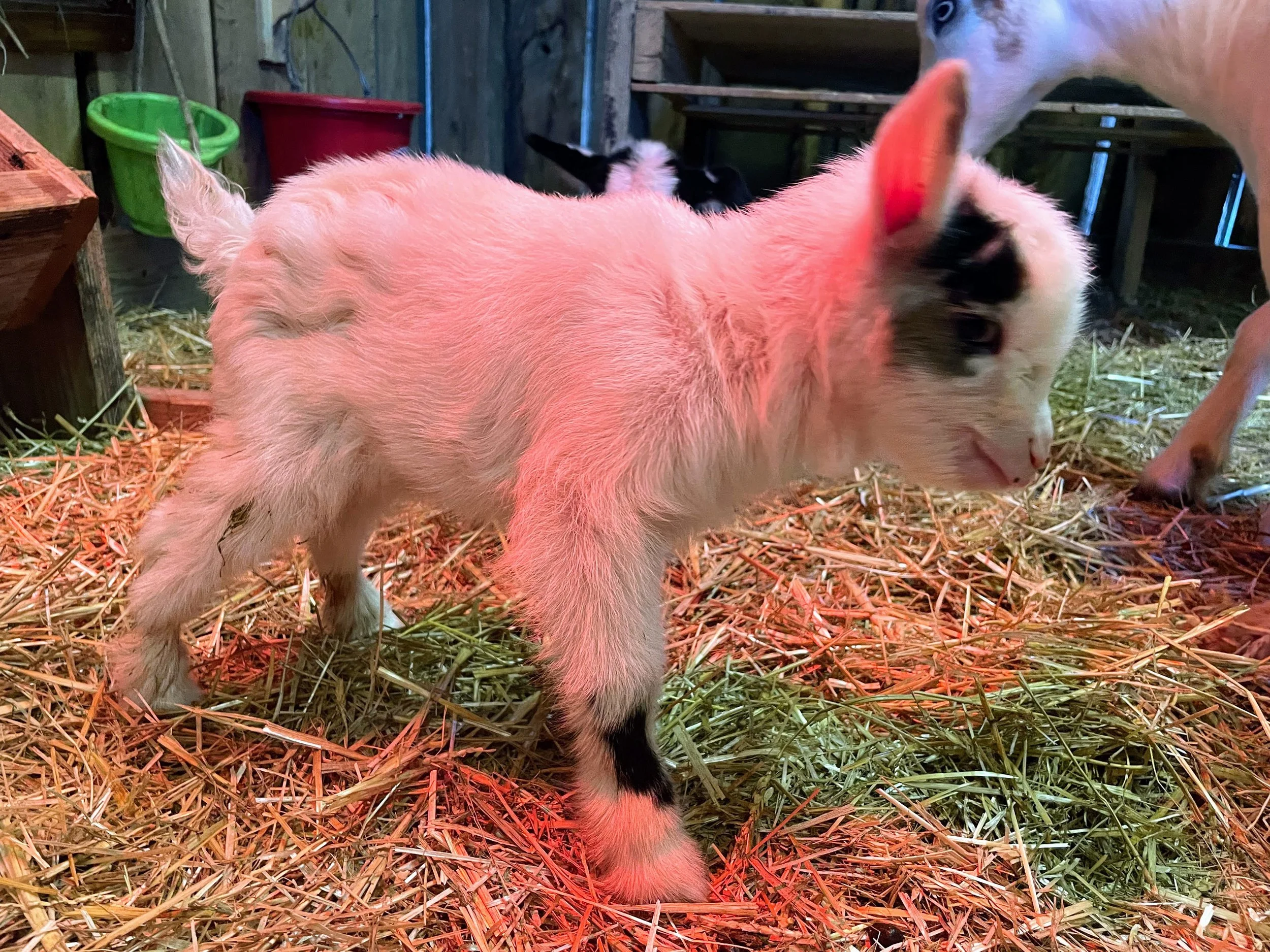 Salt Ranch Goats for Sale — Salt Ranch