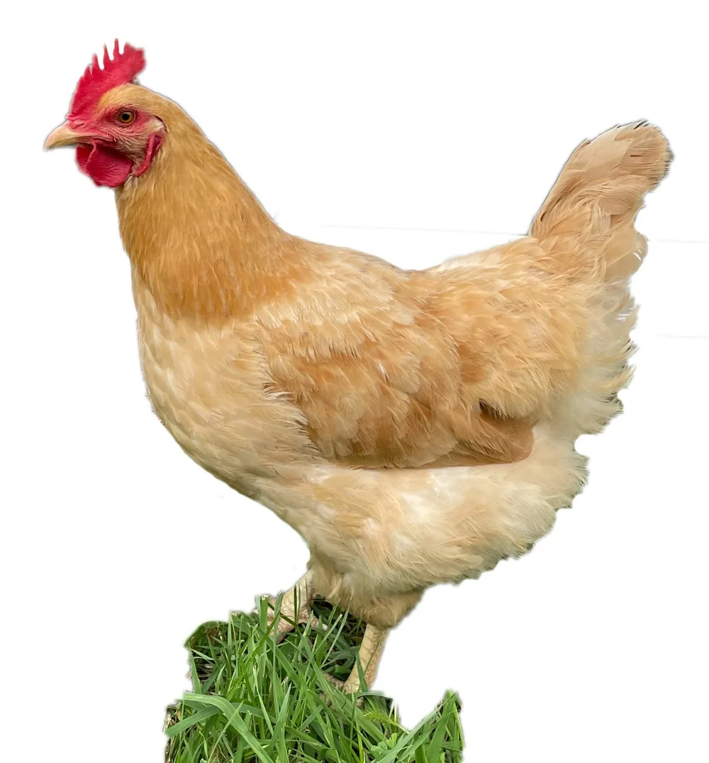 Best BackYard Chicken Breeds — Salt Ranch