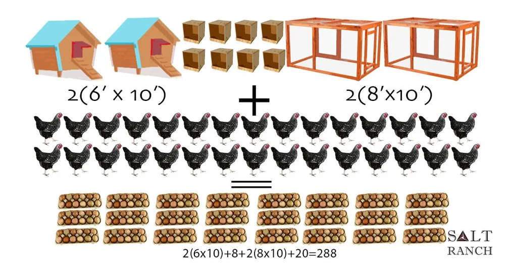 Chicken Math - How much space do I need for my chickens? — Salt Ranch