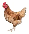 Best BackYard Chicken Breeds — Salt Ranch