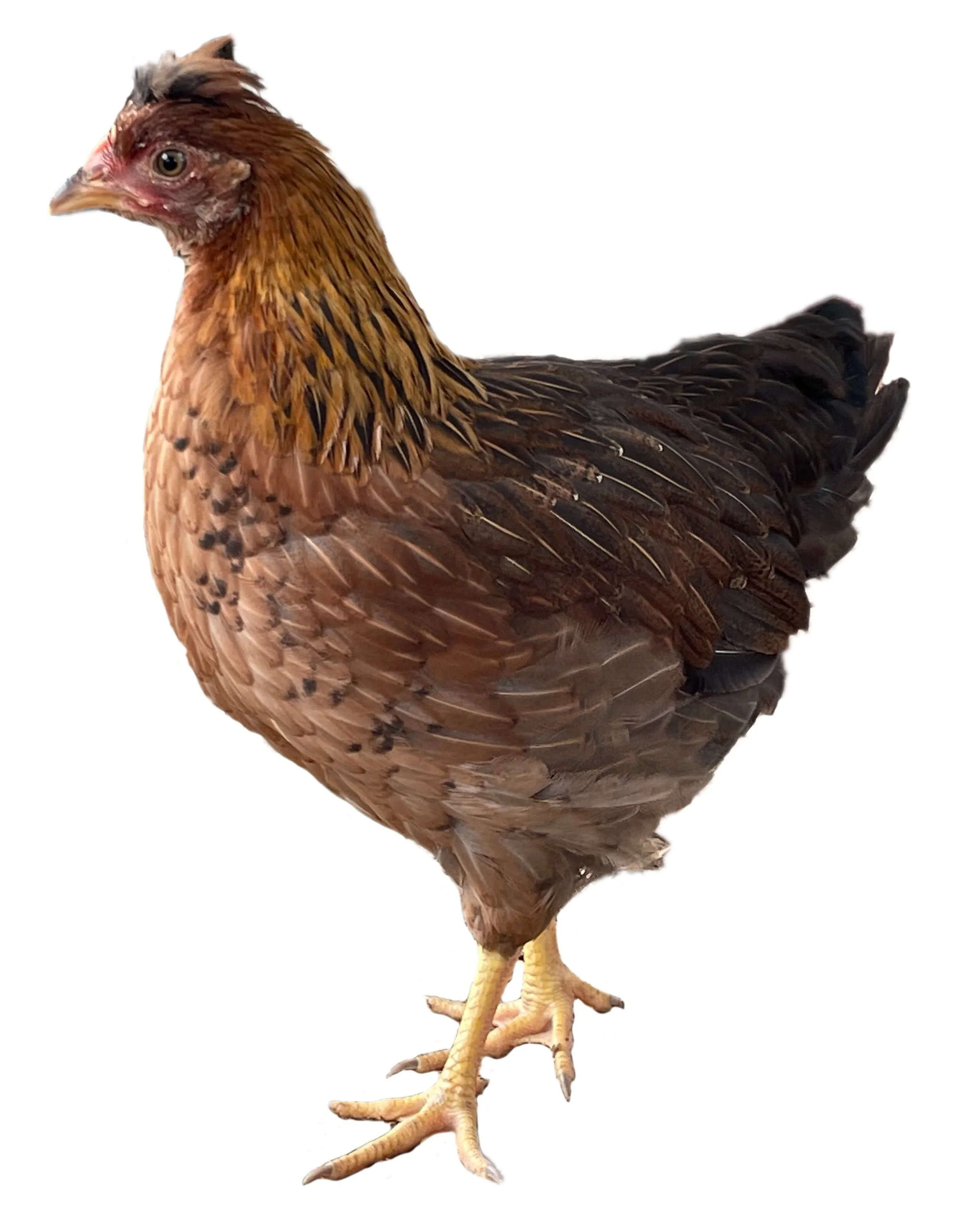 Best BackYard Chicken Breeds — Salt Ranch