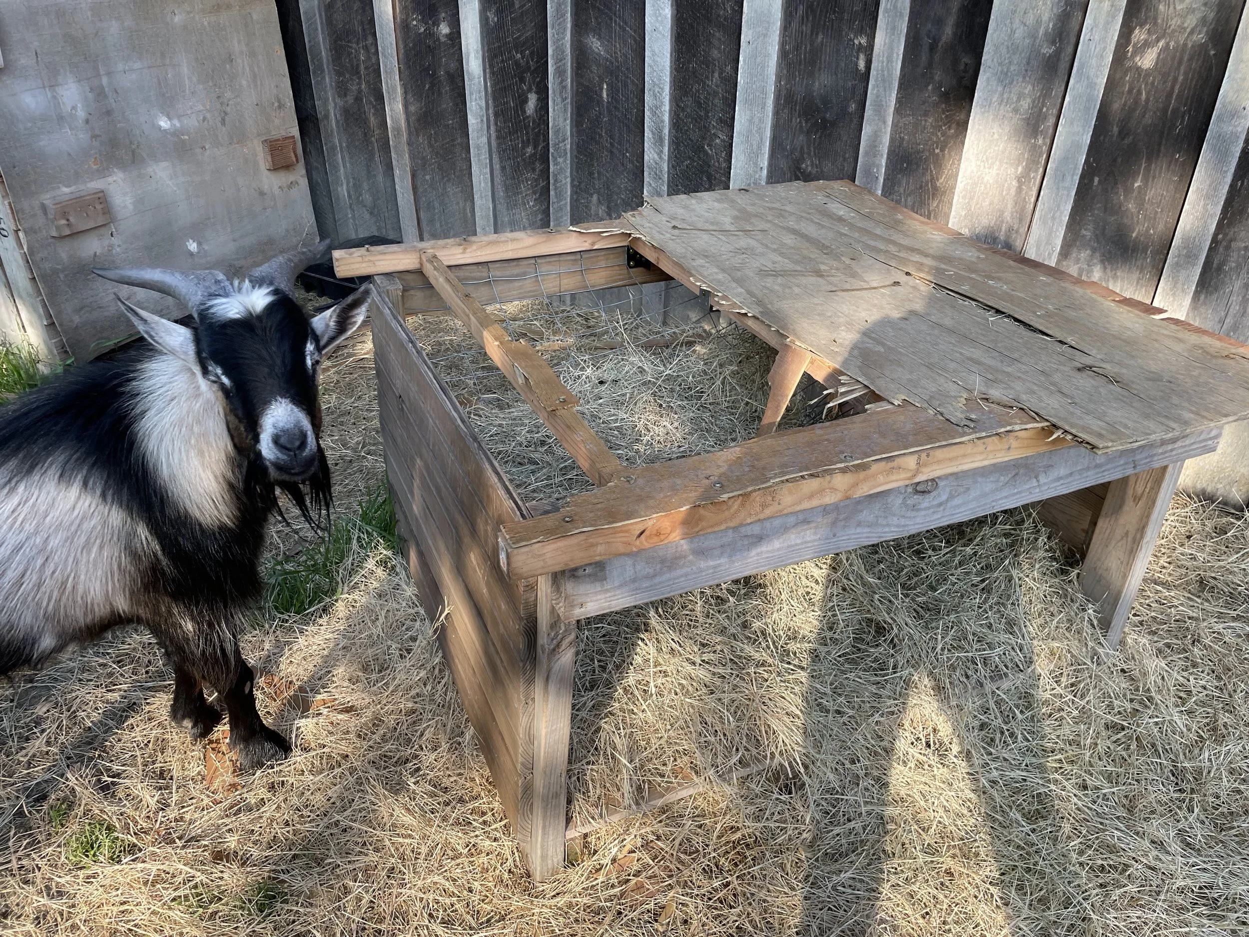 Our Free Pallet Goat Hay Feeder — Salt Ranch