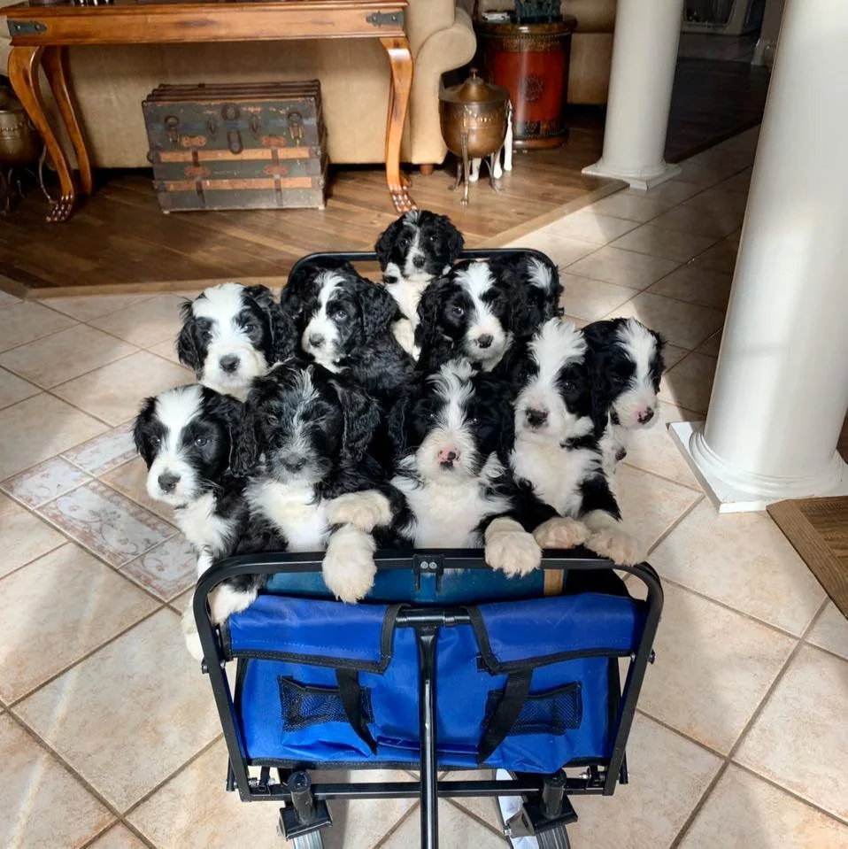 Platinum Pets