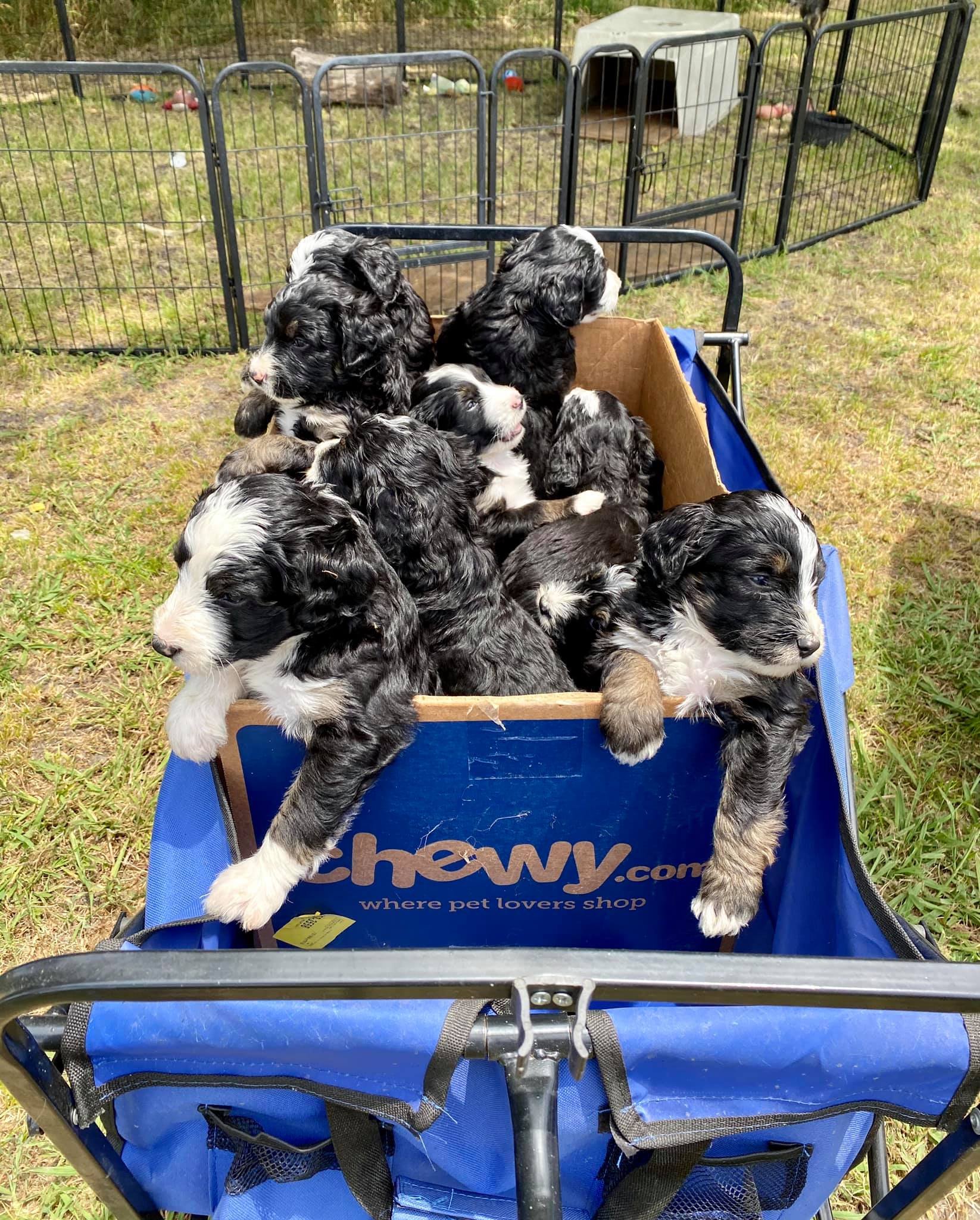 Application — Platinum Pets