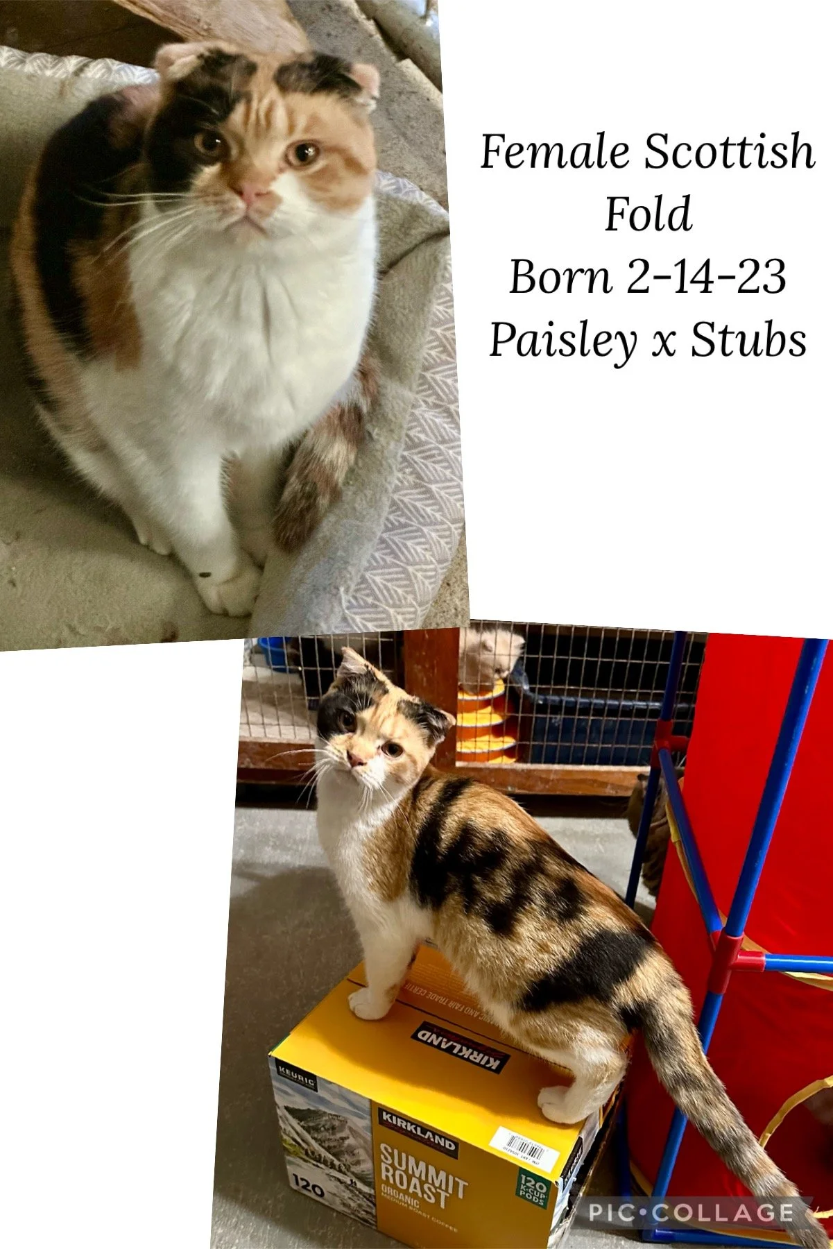 Gallery 2 — Platinum Pets