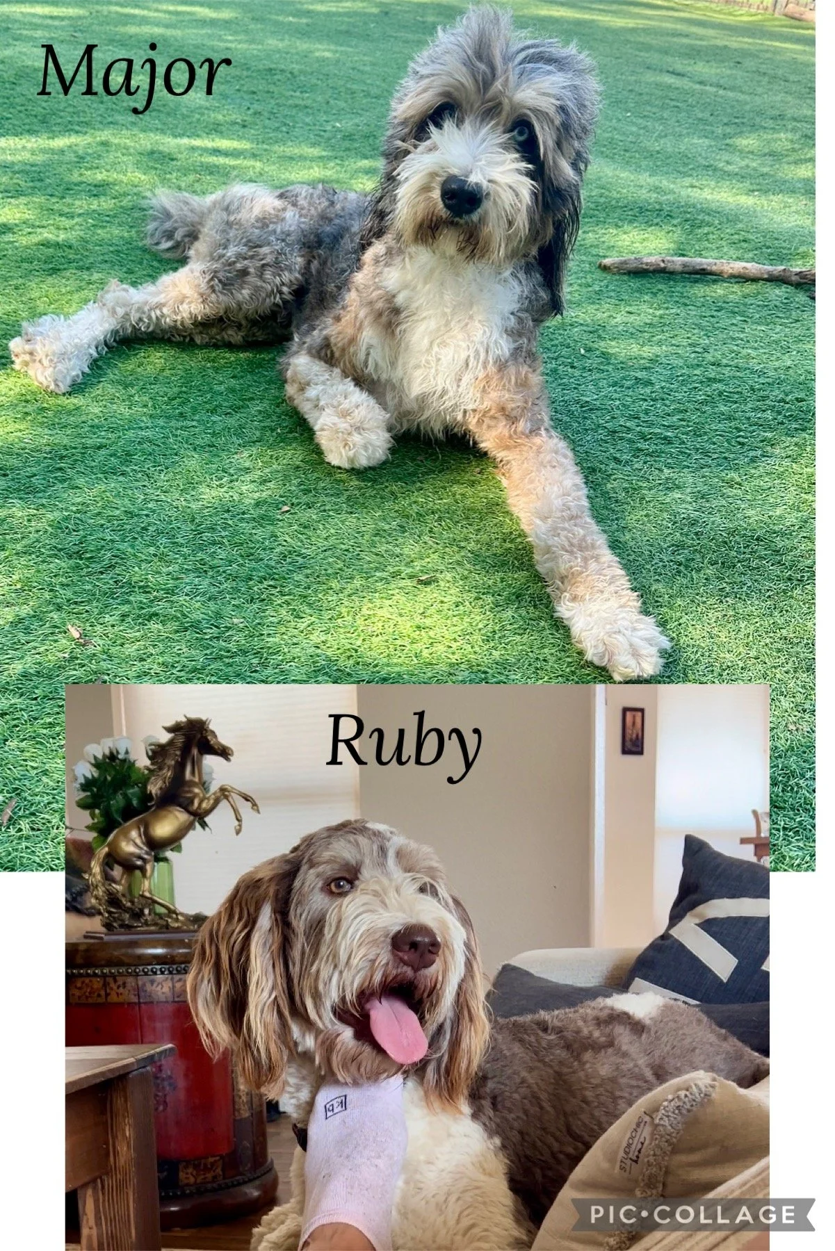 Adorable Puppies for Sale - Find Your Perfect Companion Today ...