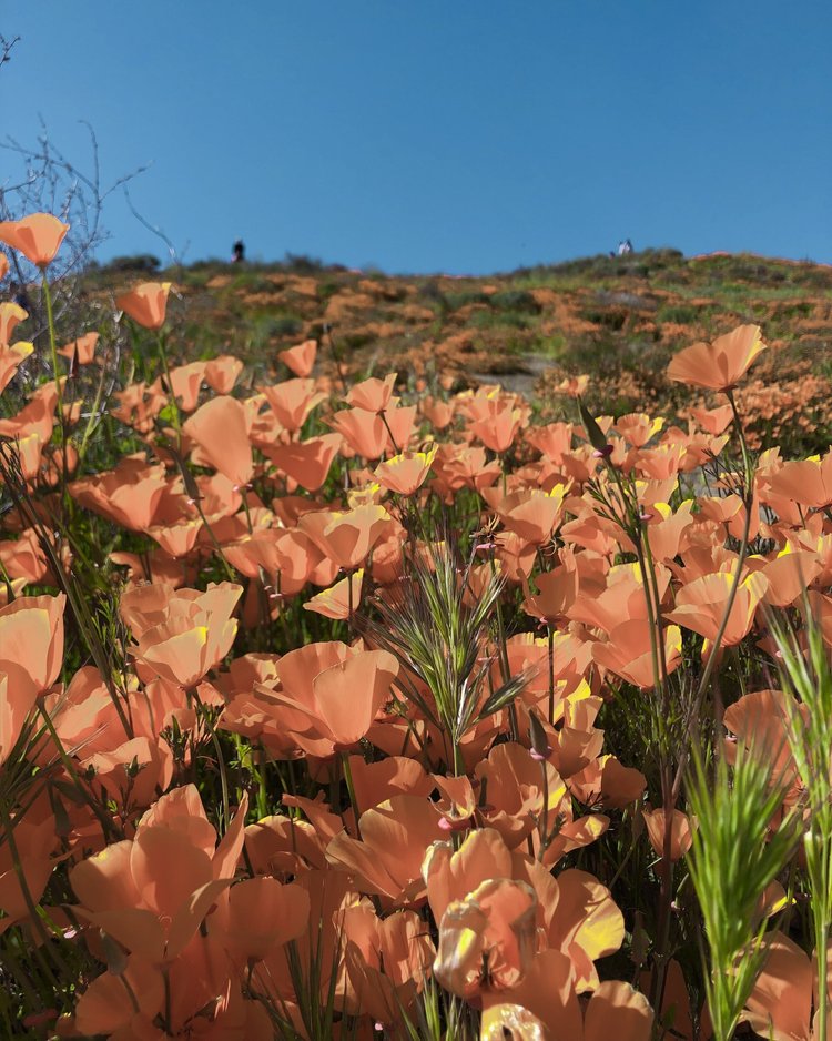 12 Beautiful California Flower Fields You Must Visit This Spring