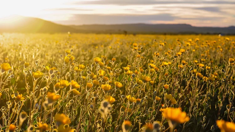 12 Beautiful California Flower Fields You Must Visit This Spring