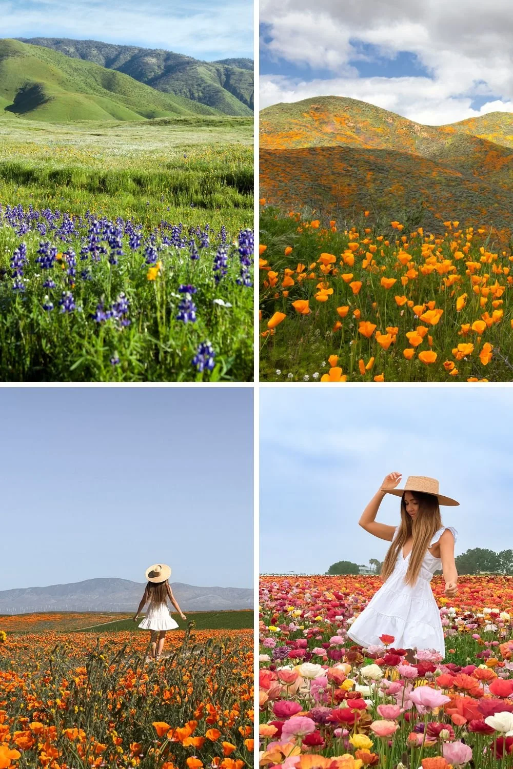 12 Beautiful California Flower Fields You Must Visit This Spring