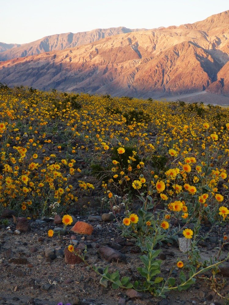 12 Beautiful California Flower Fields You Must Visit This Spring