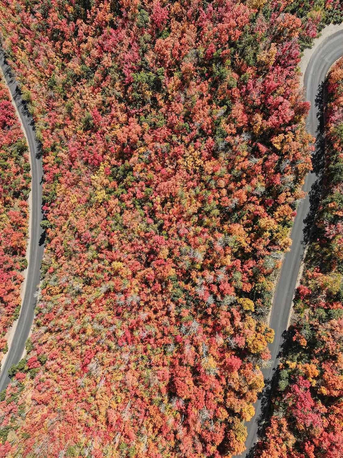 Best Spots for Fall Colors Near Salt Lake City Utah