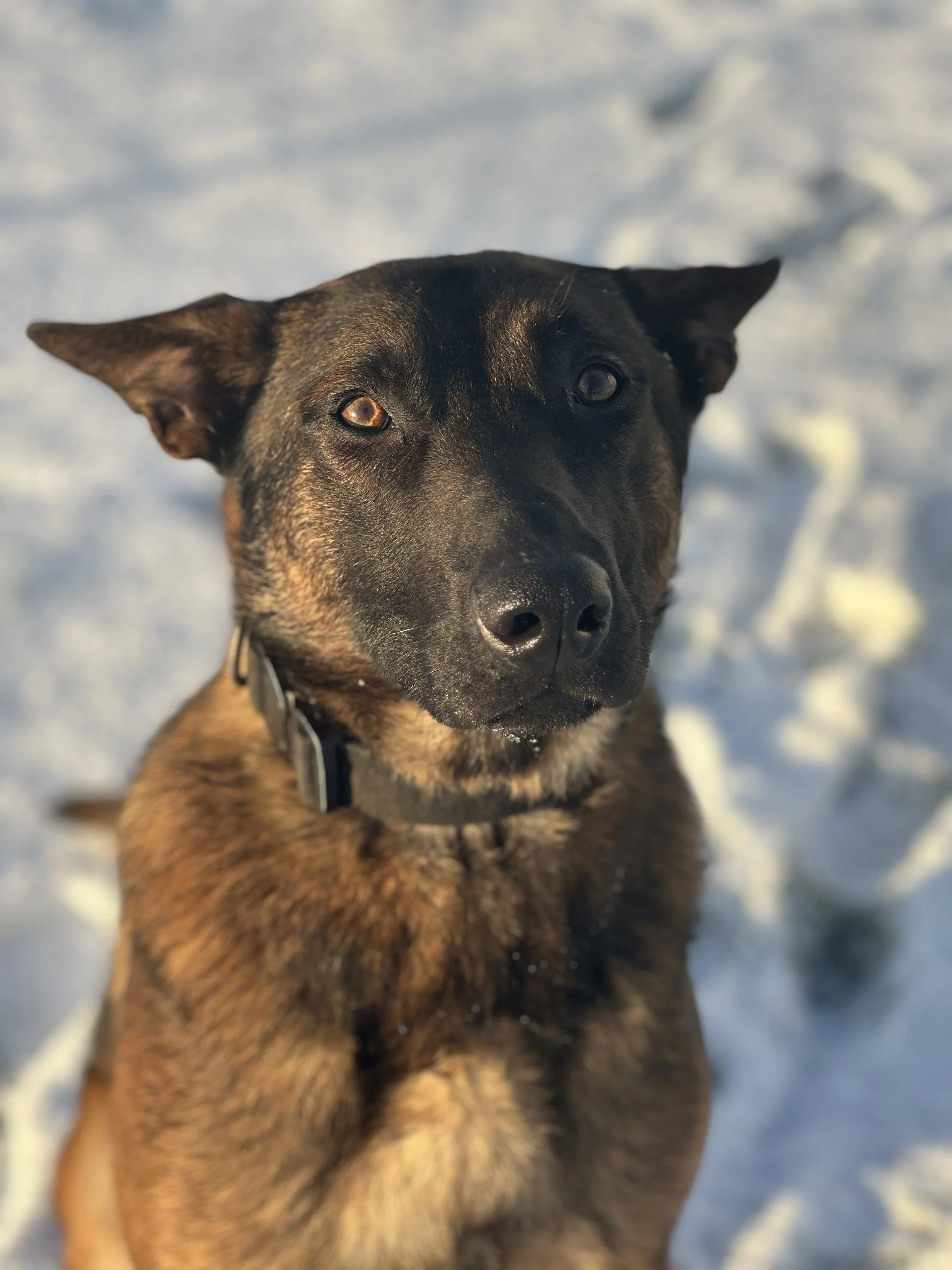 The Science Behind Why Dogs Bark: Understanding Canine Communication ...