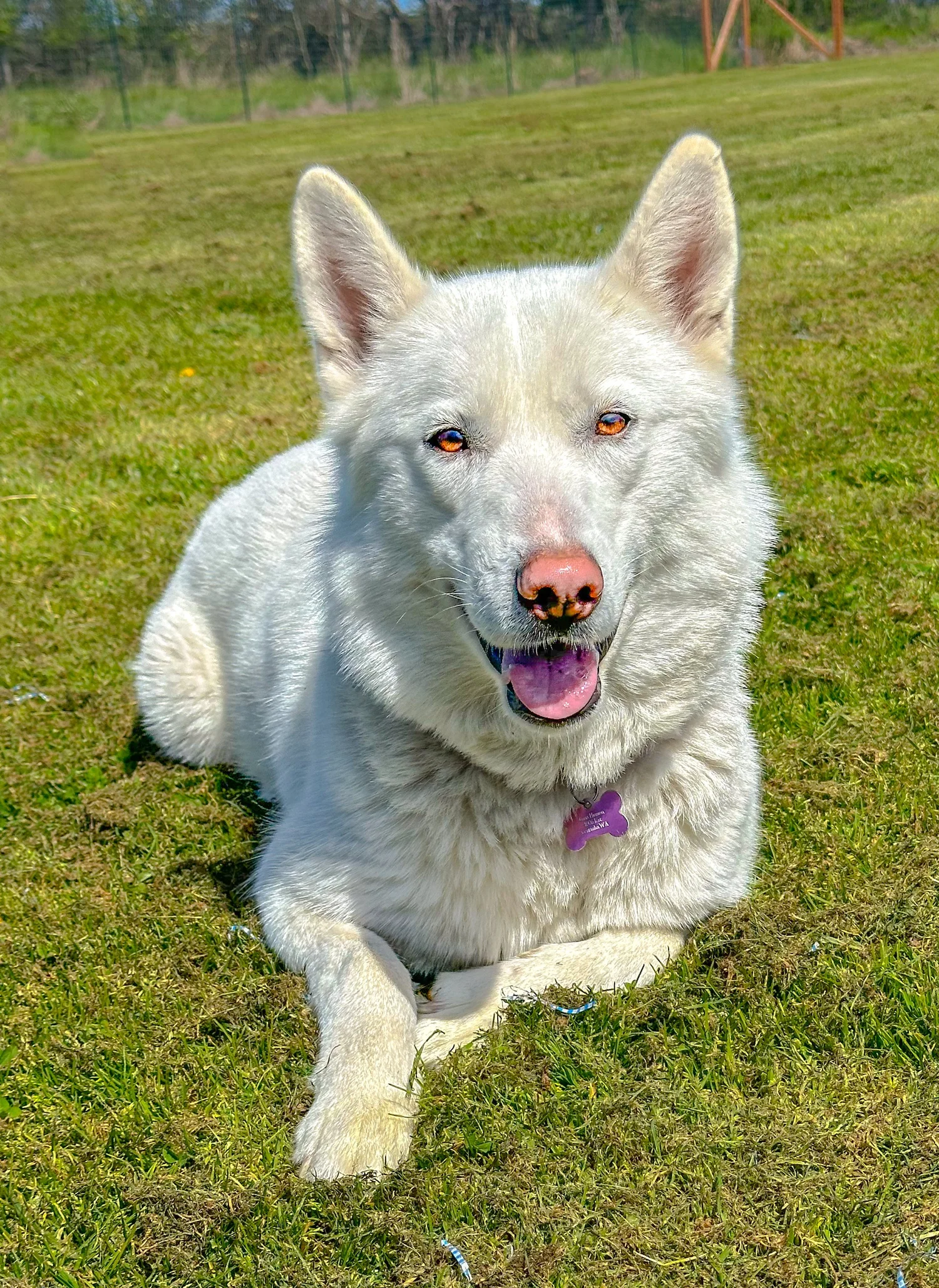 The Science Behind Why Dogs Bark: Understanding Canine Communication ...