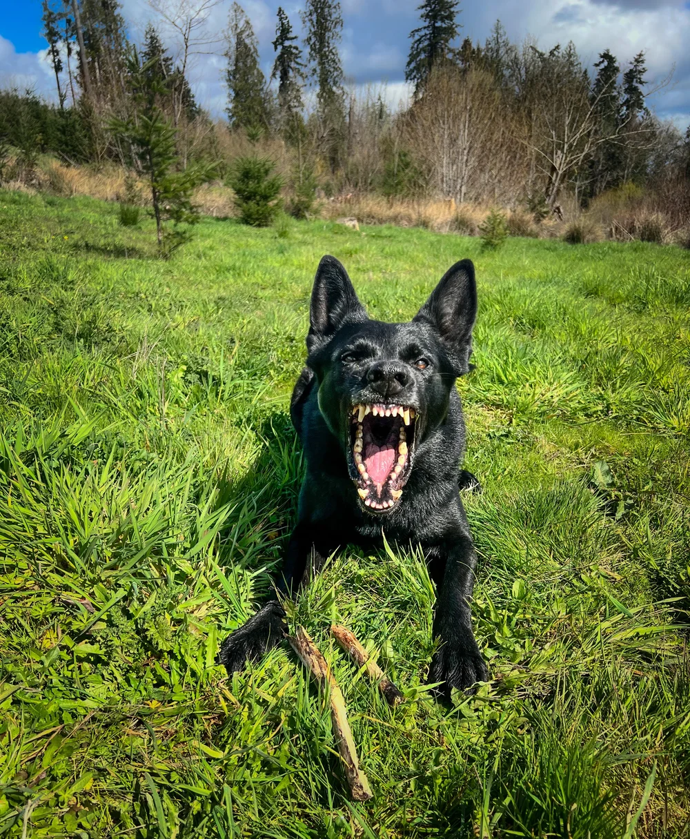 The Science Behind Why Dogs Bark: Understanding Canine Communication ...