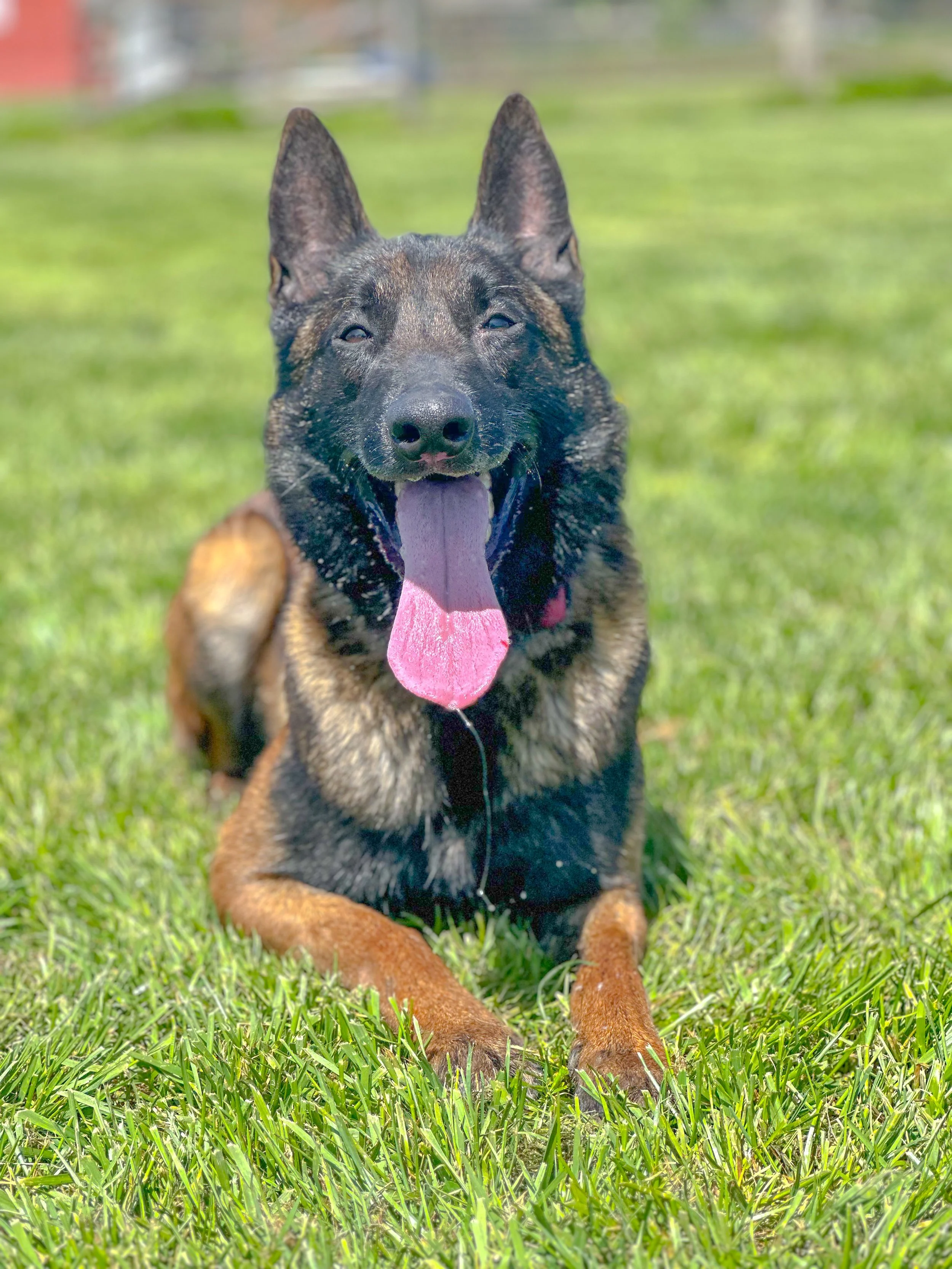 The Science Behind Why Dogs Bark: Understanding Canine Communication ...