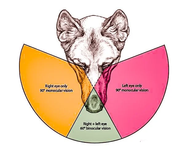Insights in Canine Vision and the effects on training — Canine Evolutions