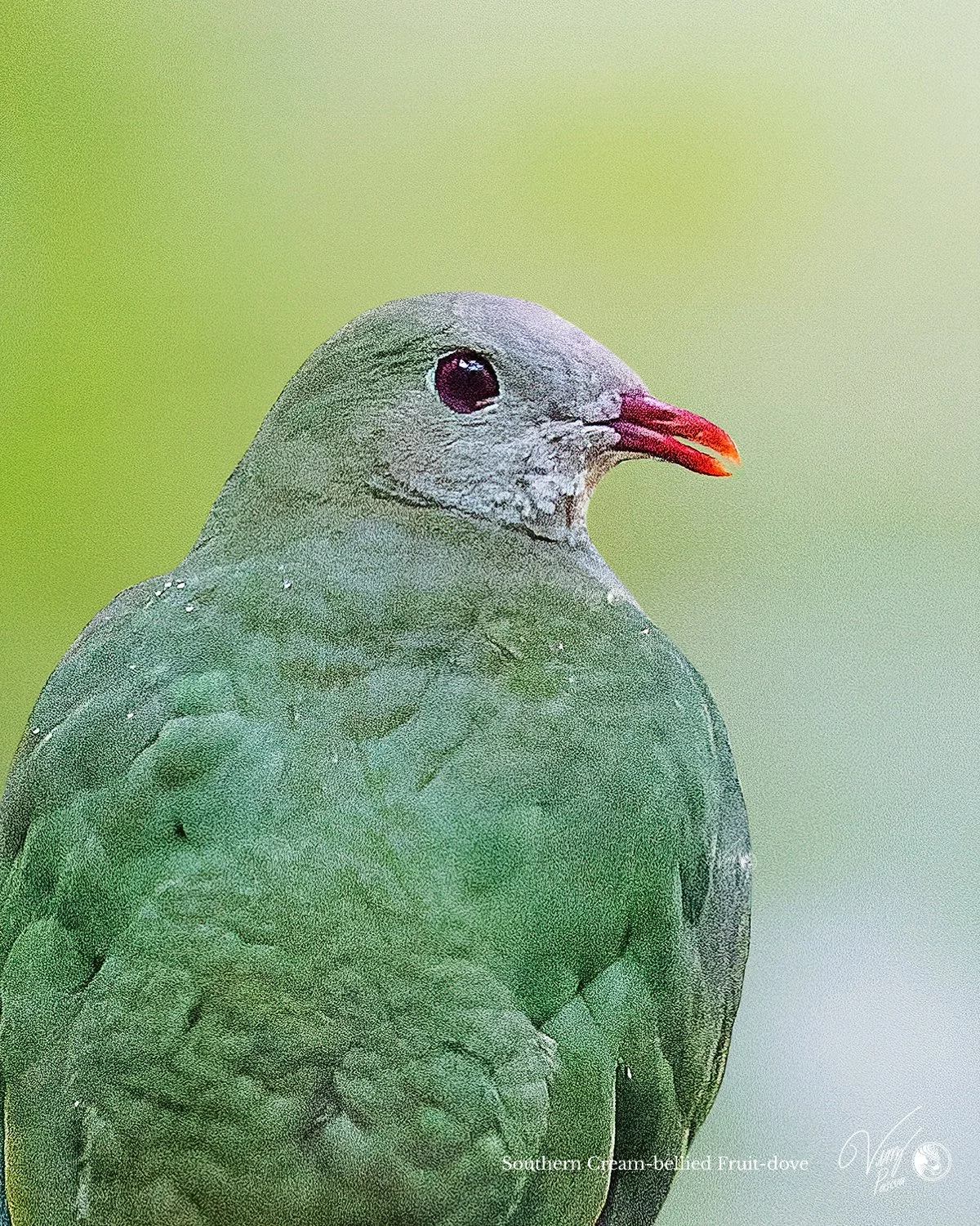 WBPP 2022 Bird Race — Vinz Pascua