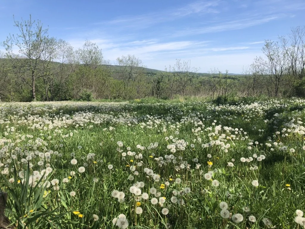 Photos — Lazy Day Farm