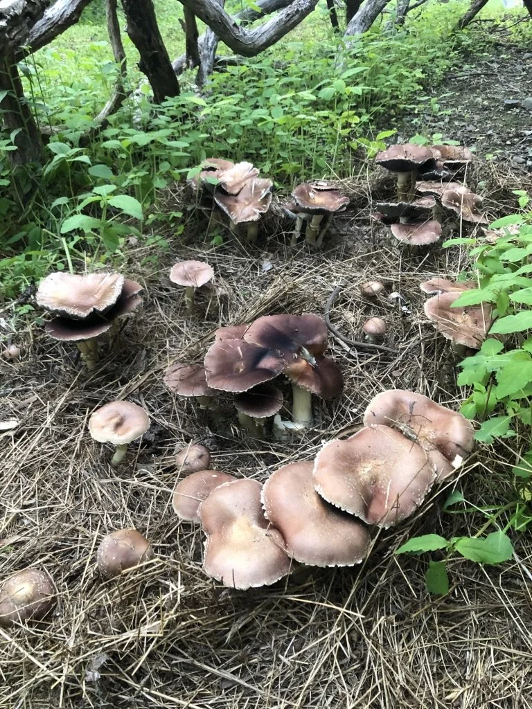 Photos — Lazy Day Farm