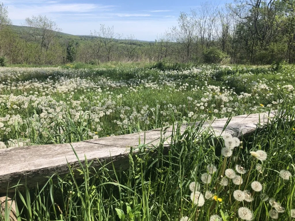 Photos — Lazy Day Farm