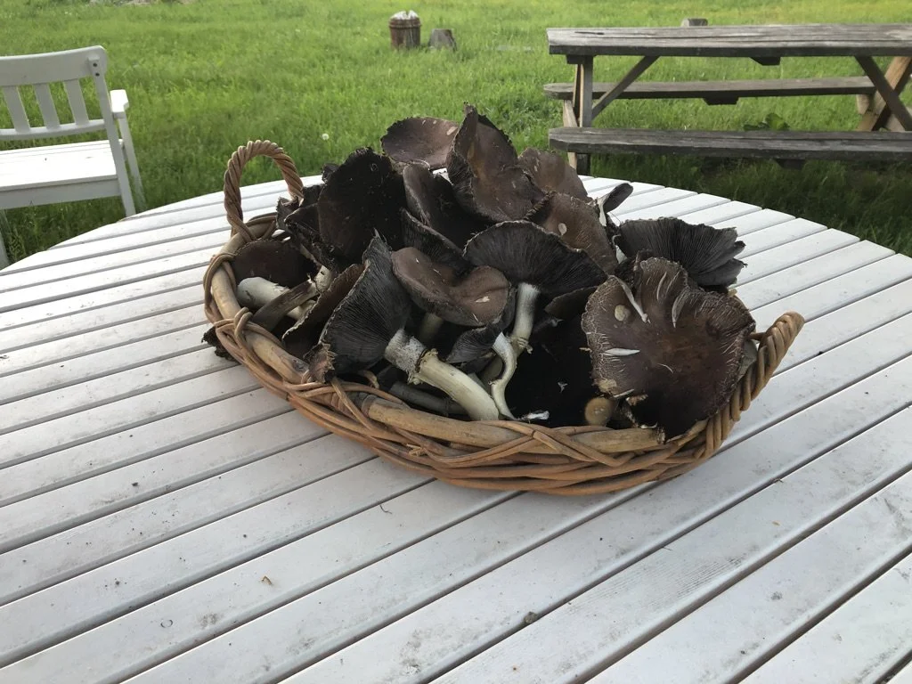 Photos — Lazy Day Farm