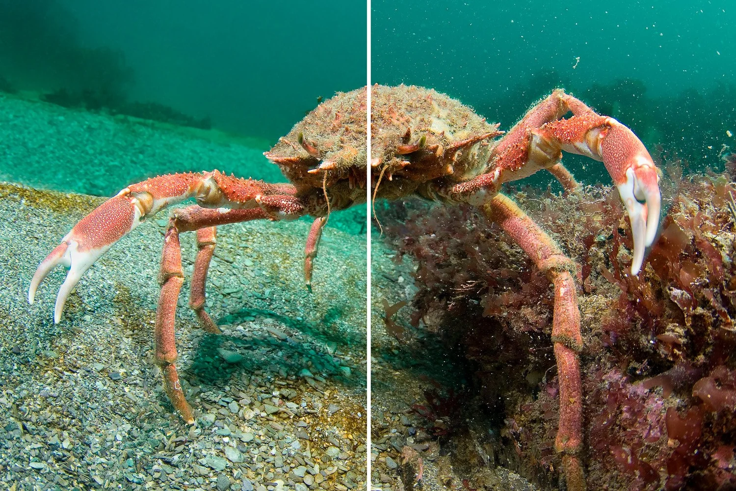 Rule update: Backscatter edits in underwater photos — British Wildlife ...