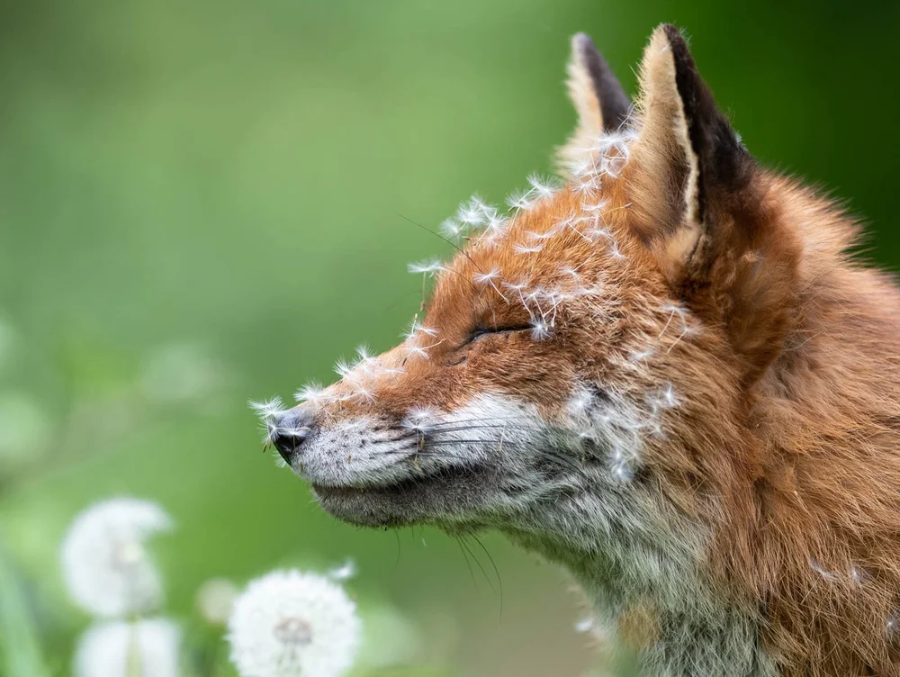 2023 Winners — British Wildlife Photography Awards