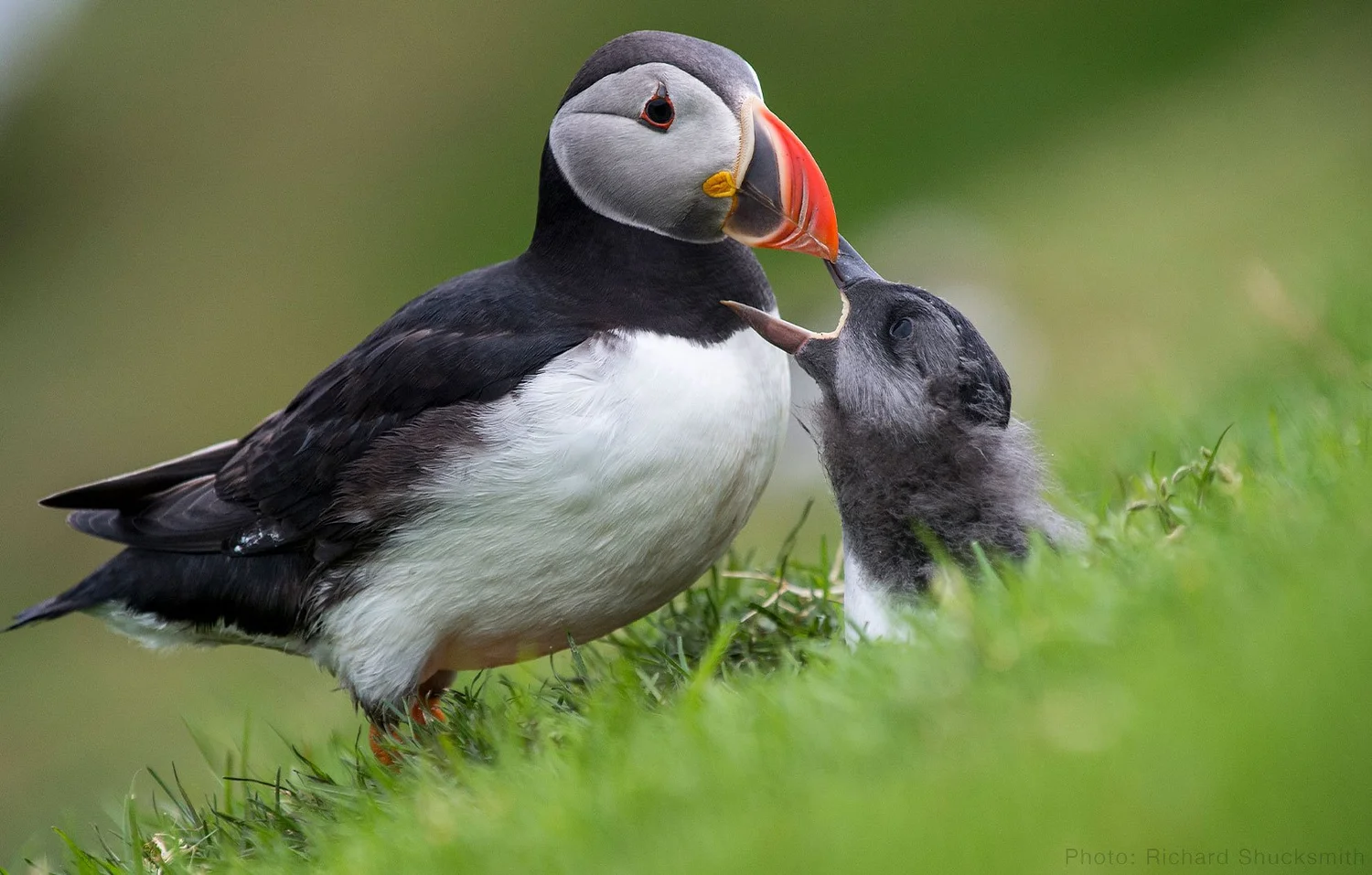 Categories — British Wildlife Photography Awards