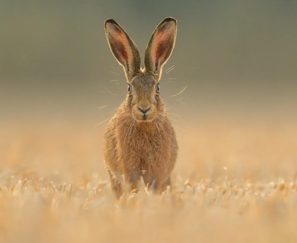 2024 Winners — British Wildlife Photography Awards