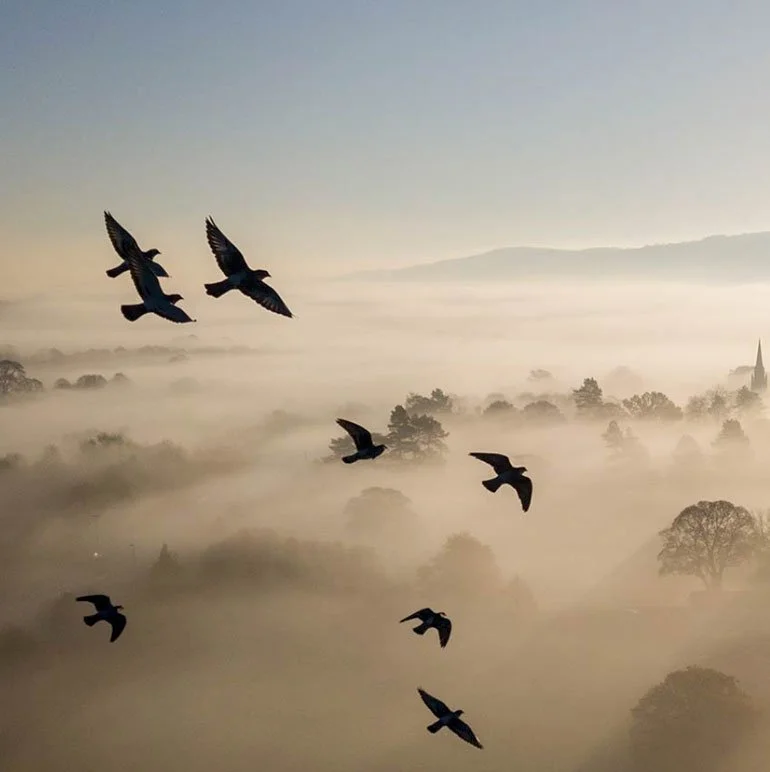 British Wildlife Photography Awards